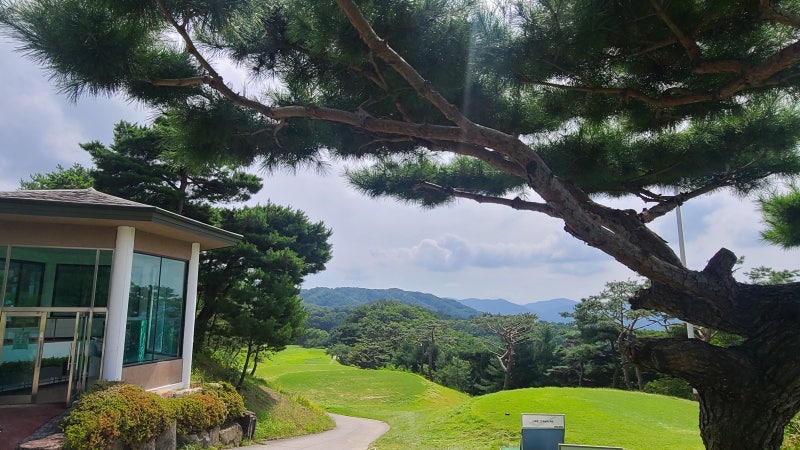 강원도 골프장 센추리21cc 후기 : 네이버 블로그