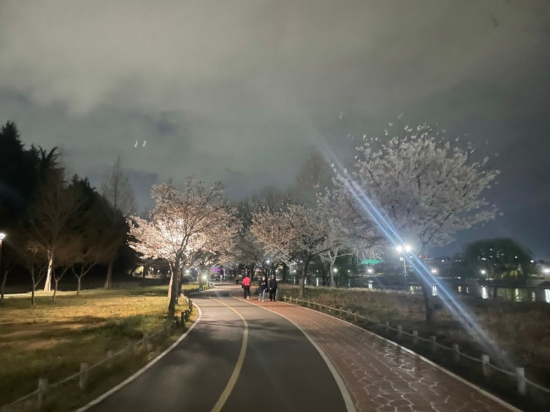 벚꽃시리즈 : 네이버 블로그