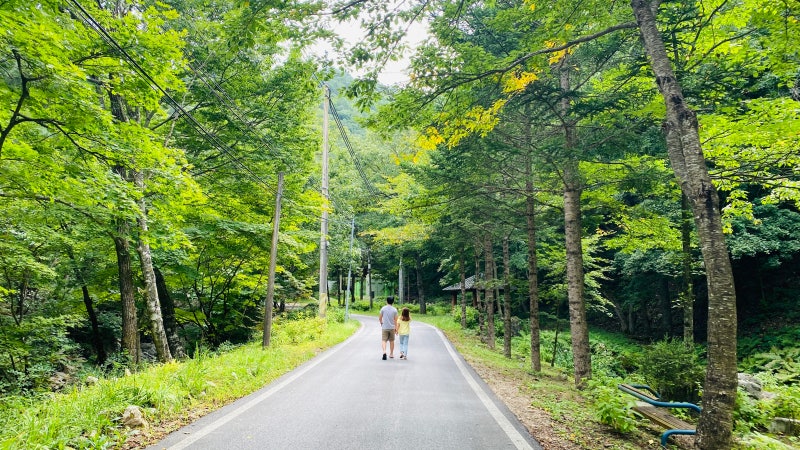경북 울진 국립 통고산자연휴양림 이용후기 울진가볼만한곳 네이버 블로그