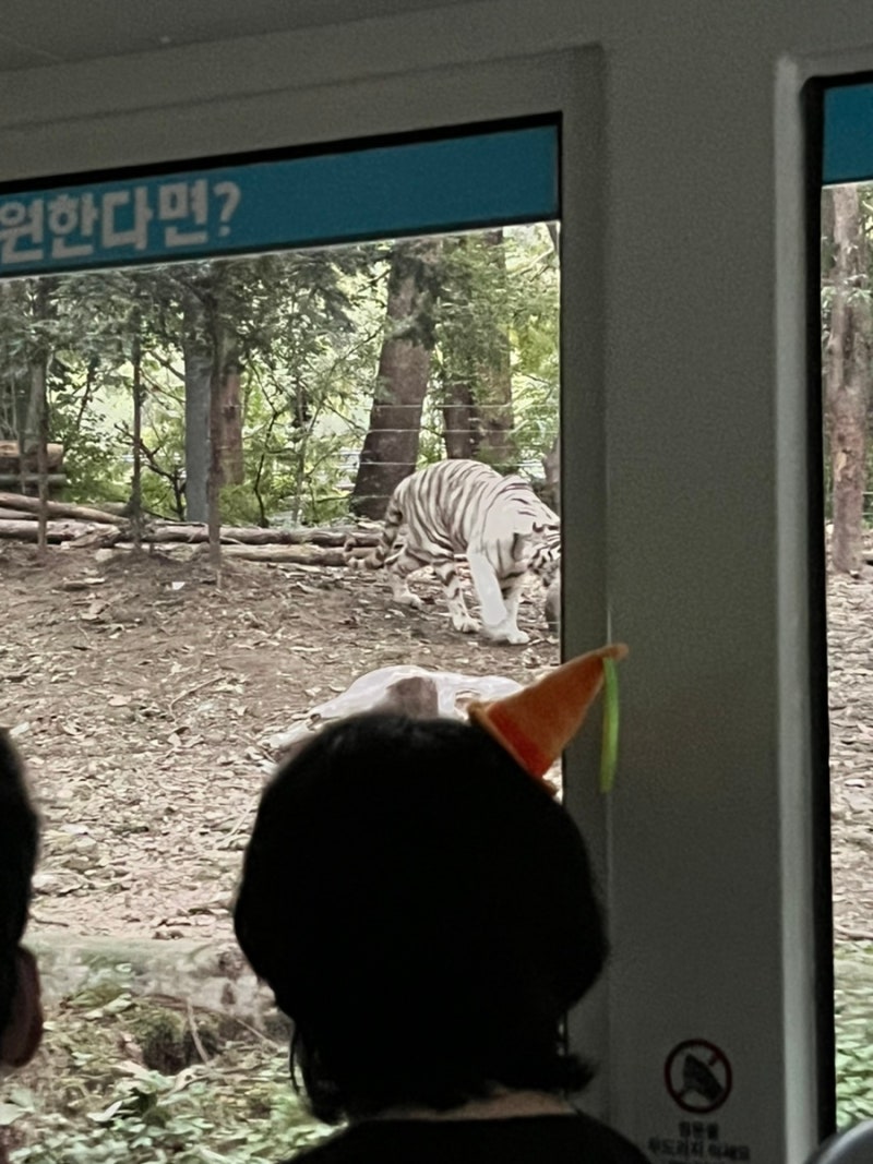 에버랜드 페스티벌 And 어플 예약 꿀팁스마트줄서기 네이버 블로그