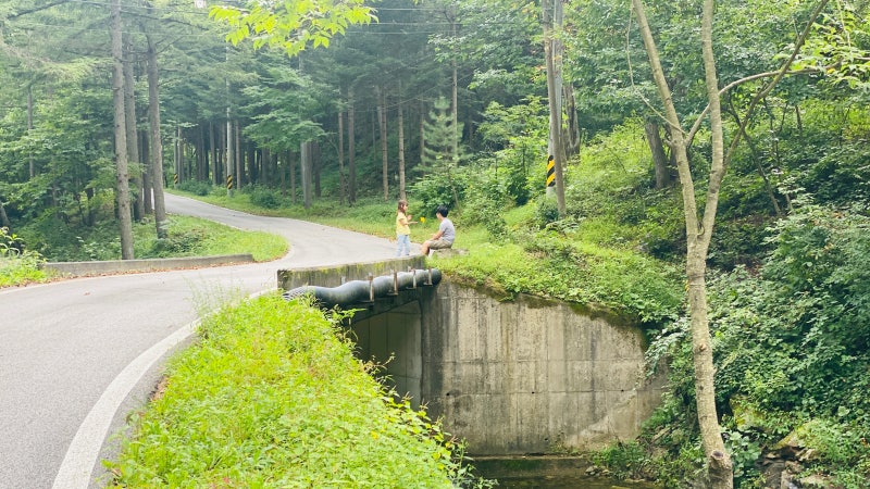 경북 울진 국립 통고산자연휴양림 이용후기 울진가볼만한곳 네이버 블로그