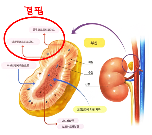 강아지 에디슨 증후군 애디슨병 증상과 치료 네이버 블로그