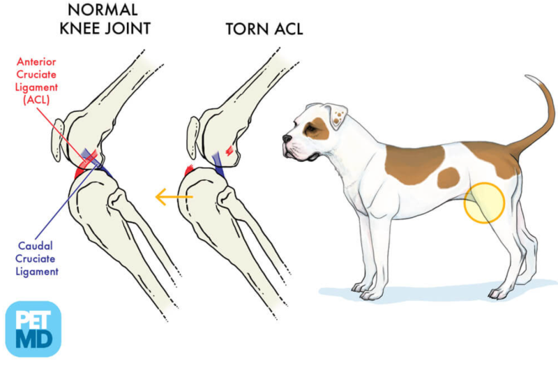 강아지 십자인대 파열(4) TPLO 수술, 전농동 동물병원 : 네이버 블로그