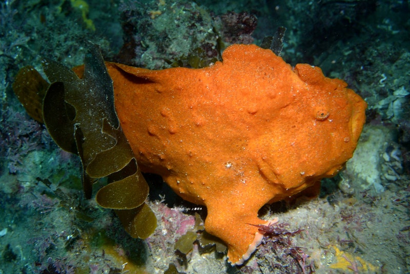 씬벵이.. Sargassum fish.. frog fish.. Angler fish : 네이버 블로그