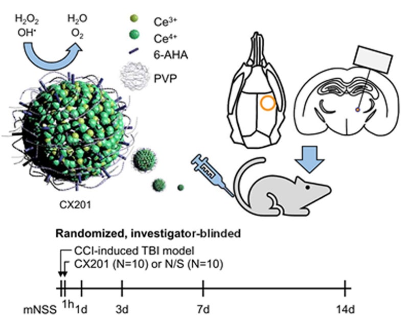서울대병원, 외상성 뇌손상 치료용 나노입자 개발 : 네이버 블로그