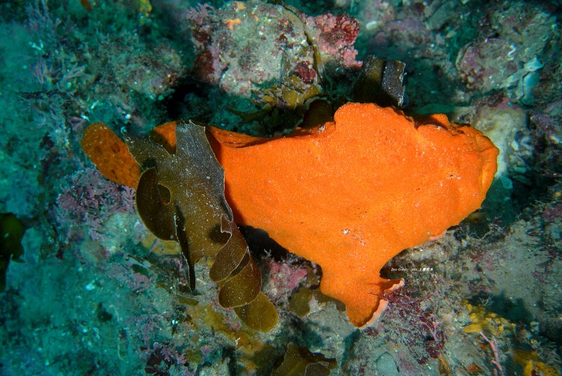 씬벵이.. Sargassum fish.. frog fish.. Angler fish : 네이버 블로그