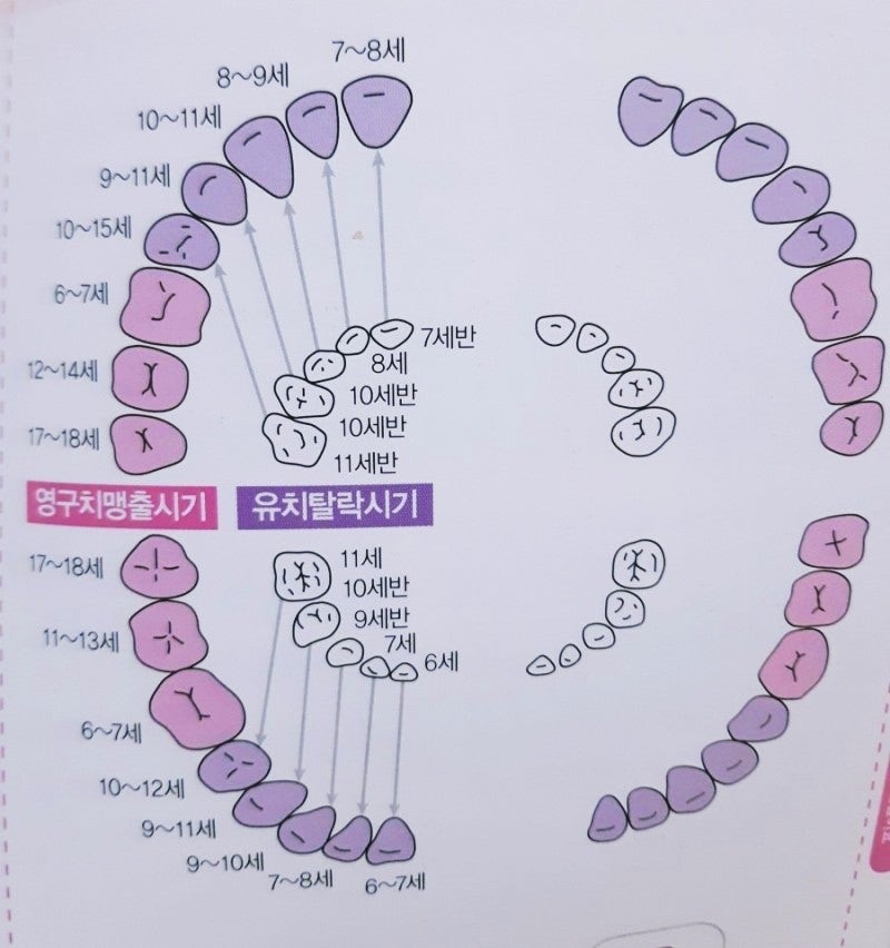 아기 이나는 시기 순서 그리고 유치 빠지는 시기 및 순서 이앓이 증상 유치갯수 체크 네이버 블로그