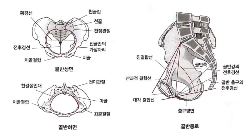 여성간호학 분만기 여성 분만 생리 대횡경선소사경선대사경선태위두위둔위견갑위대각결합선진결합선견축륜자궁수축