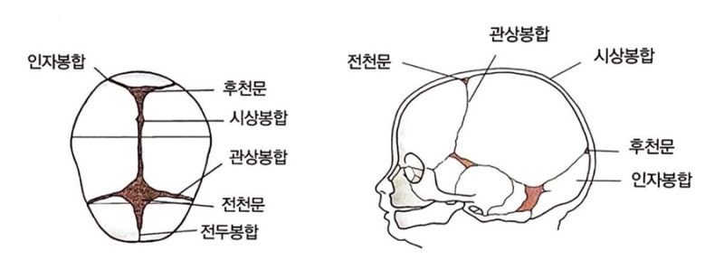 여성간호학 분만기 여성 분만 생리 대횡경선소사경선대사경선태위두위둔위견갑위대각결합선진결합선견축륜자궁수축