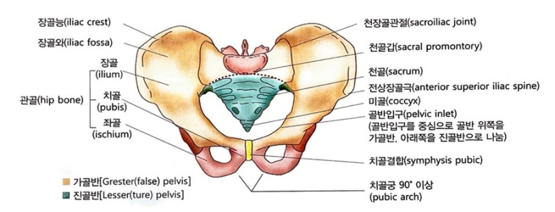 여성간호학 분만기 여성 분만 생리 대횡경선소사경선대사경선태위두위둔위견갑위대각결합선진결합선견축륜자궁수축