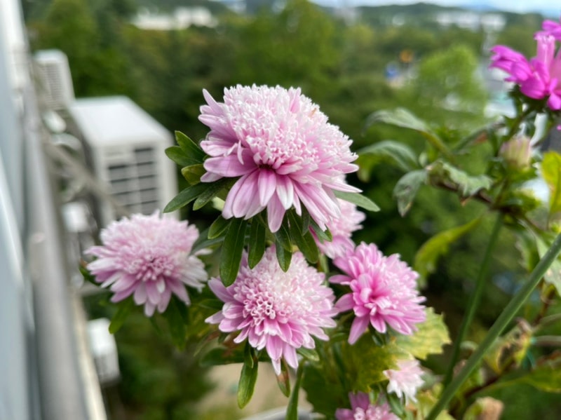 China Aster Matador Mix : 네이버 블로그