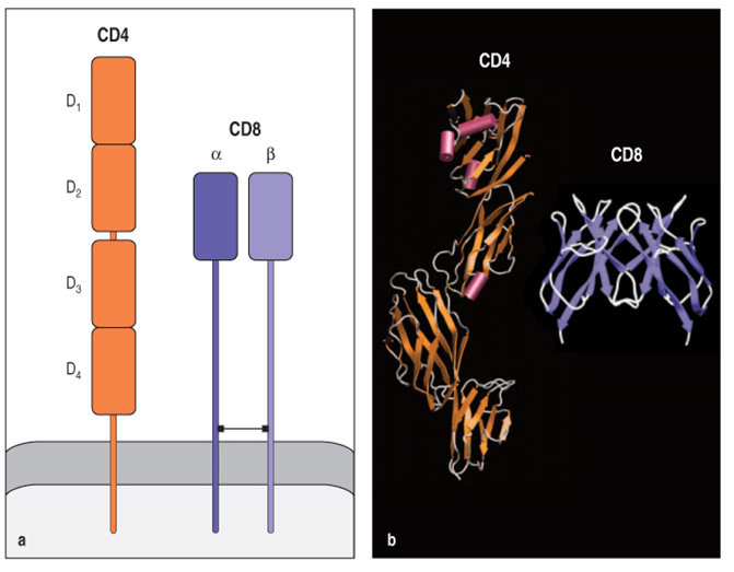 MHC class 1,2(major histocompatibillity complex) : 네이버 블로그