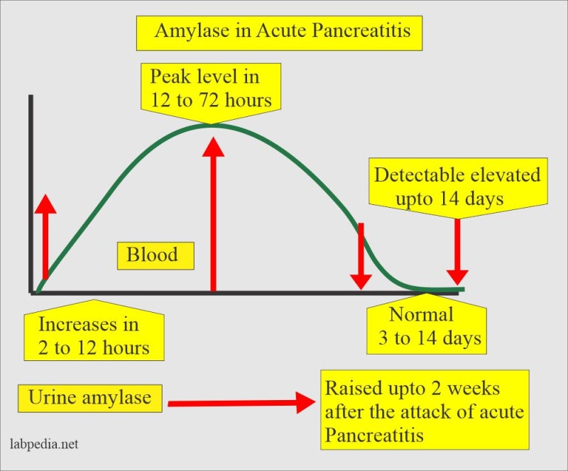 혈청 아밀레이스 수치가 상승하는 원인 질환(Clinical Significance of amylase level) : 네이버 블로그