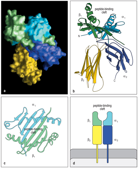 MHC class 1,2(major histocompatibillity complex) : 네이버 블로그