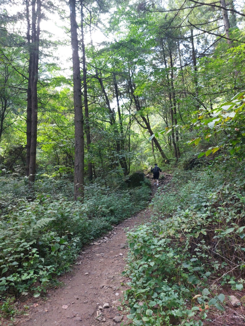 단양 소백산 어의곡 비로봉 어의곡 5시간 왕복등산 최단코스 네이버 블로그
