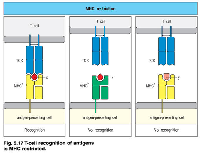 MHC class 1,2(major histocompatibillity complex) : 네이버 블로그