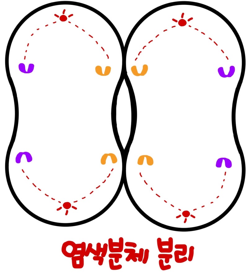 생명과학 1 유전 정보와 염색체2 체세포 분열 생식세포 분열감수 분열 세포 주기 핵형 핵상 네이버 블로그