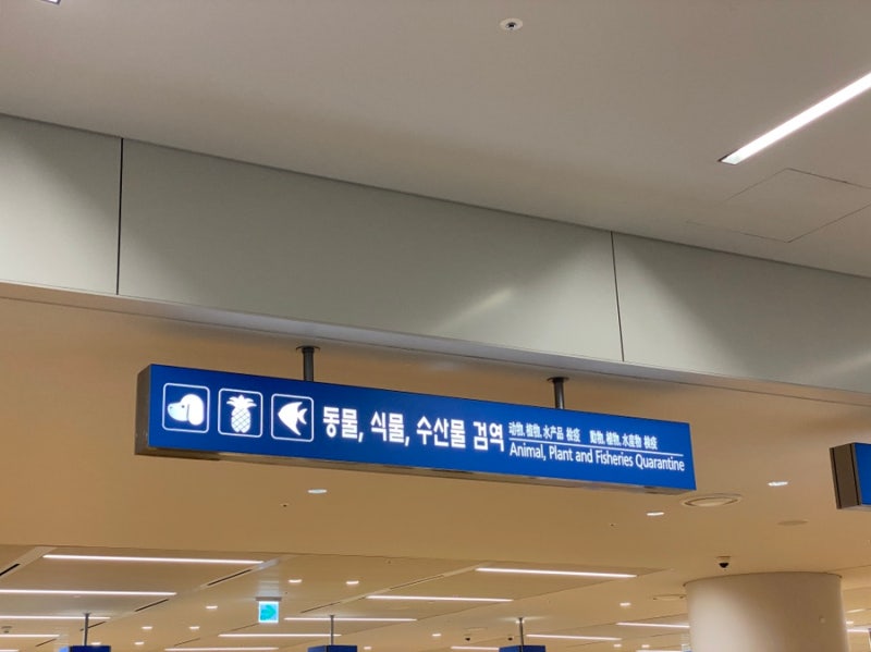 [반려견 한국 입국] 강아지 미국에서 한국 재입국 과정 🐶 검역 증명서, 미국 광견병 항체 검사, 델타 항공 애견 동반 ...