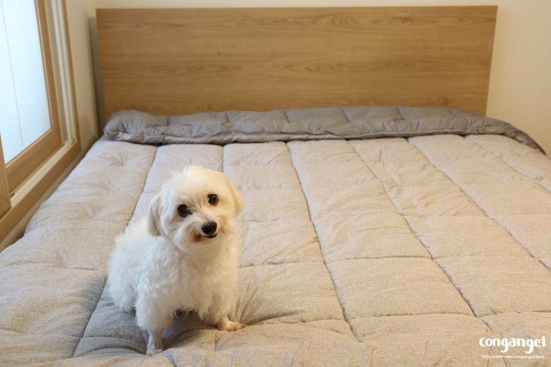 먼지 없는 차렵이불 반려견과 아이와 함께 덮어요 (극세사이불과 비교) : 네이버 블로그