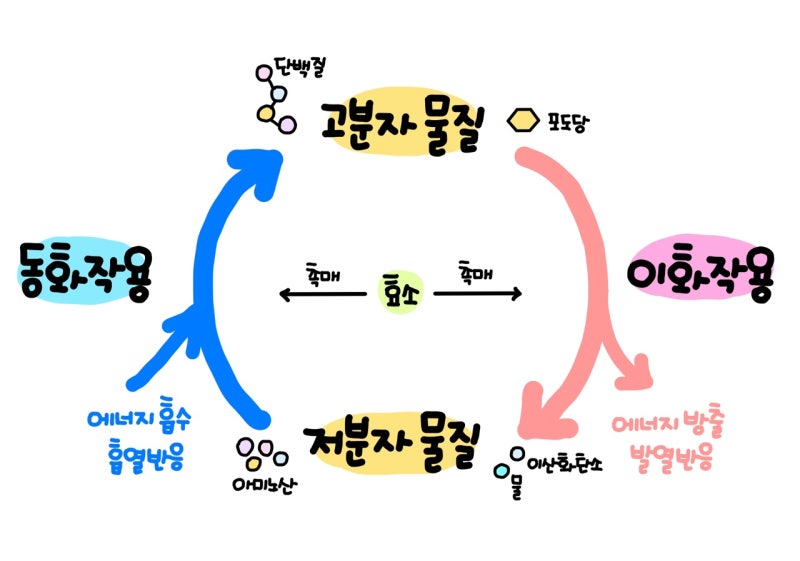 생명과학 1 세포의 생명 활동 물질대사 세포 호흡 Atp 에너지의 전환과 이용 네이버 블로그