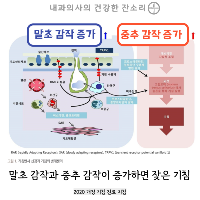 기침 좀 멈춰주세요 기침약 종류 비교 효과는 있는 걸까 네이버 블로그