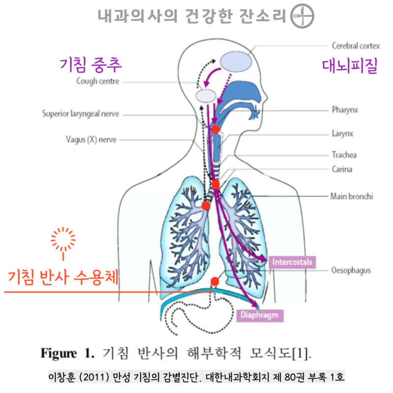 기침 좀 멈춰주세요 기침약 종류 비교 효과는 있는 걸까 네이버 블로그