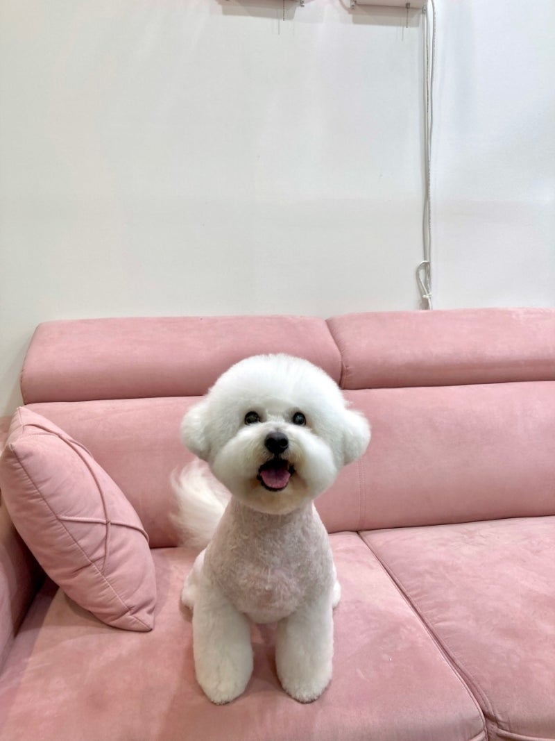 일산애견미용 일산서구애견미용 식사동애견미용 장항동애견미용 덕이동애견미용 정발산동애견미용 탄현동애견미용 대화동애견미용 운정애견미용