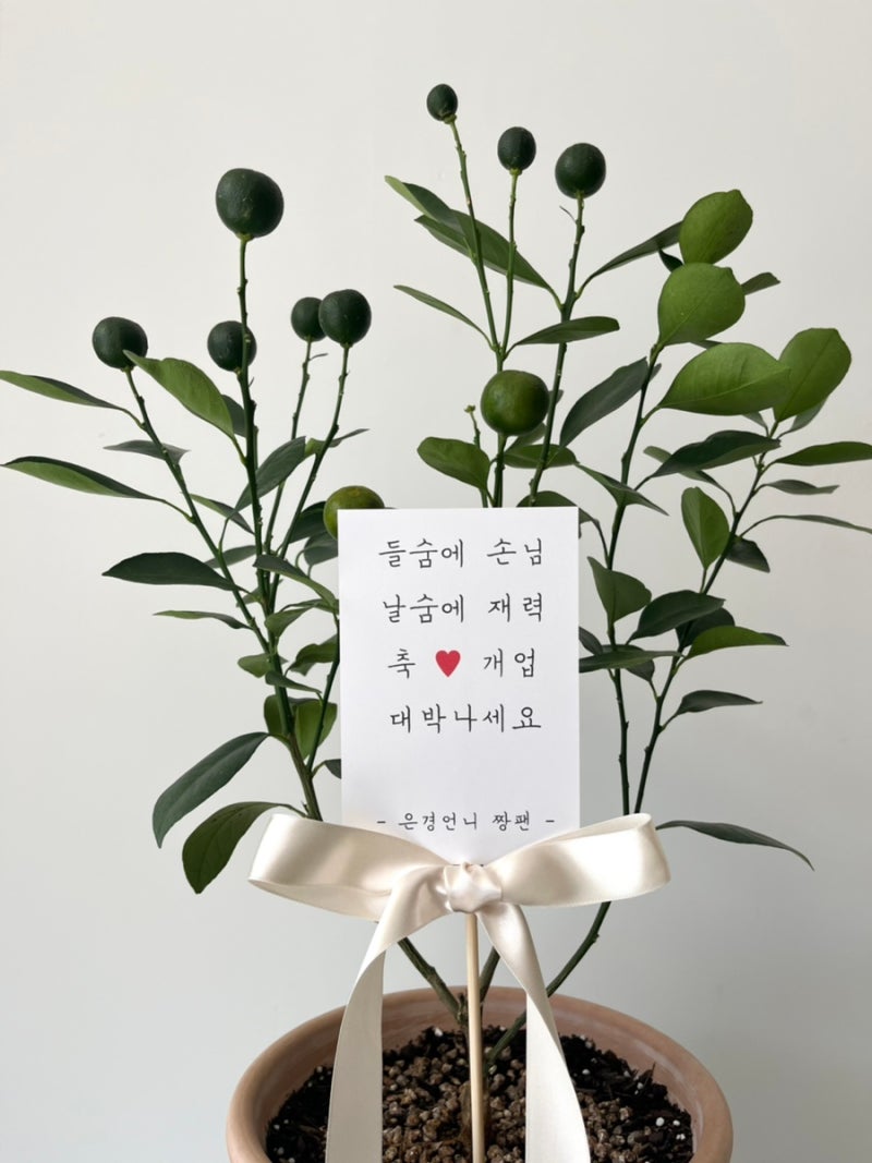 청라삼월의숲 인천식물가게 청라화원 청라화분 청라개업화분 청라식물가게 루원시티화원 루원시티개업화분 인천화분 인천