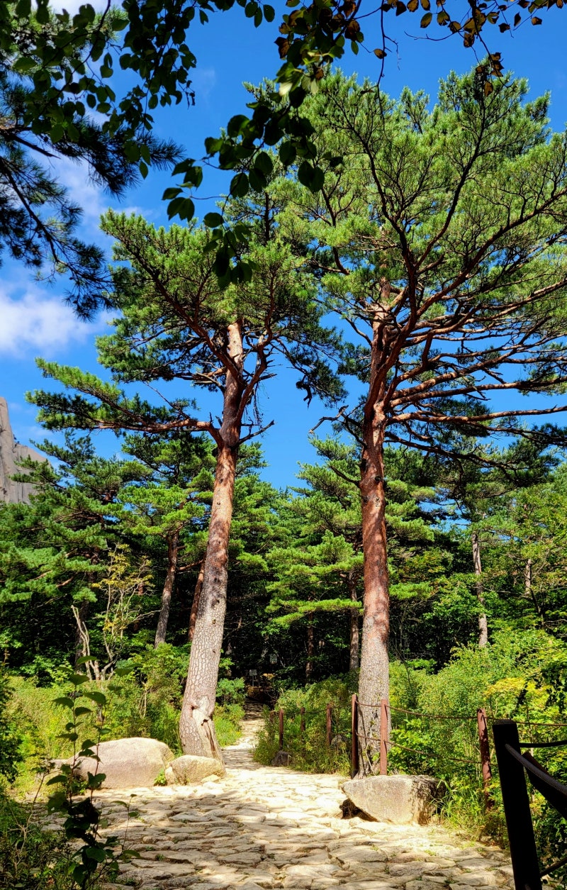 설악산 흔들바위 울산바위 전망대 등산 코스 및 설악산 신흥사 네이버 블로그