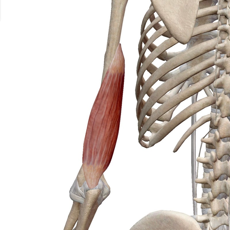 팔꿈치를 구부리고 펴는 근육들을 알아보자 Elbow flexors, extensor : 네이버 블로그
