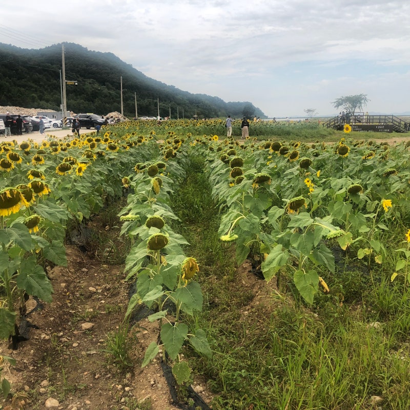 강화도 여행 화개산 화개정원과 모노레일메주꽃이랑 한식집 해바라기 정원 네이버 블로그