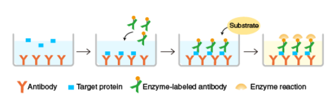 [검사원리] Sandwich ELISA (Sandwich Enzyme-Linked Immunosorbent Assay ...
