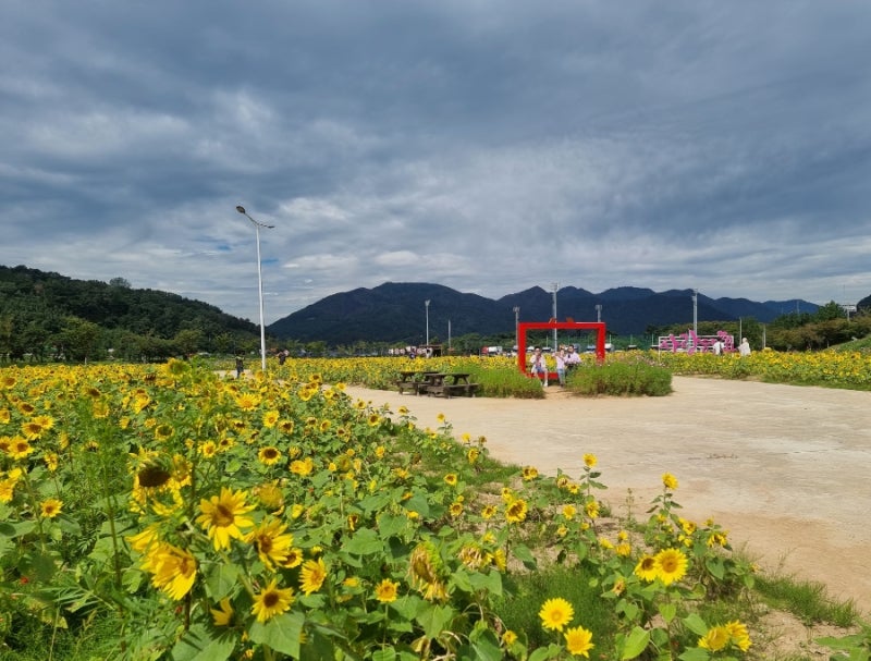 경남 가볼 만한 곳 밀양 산외면 해바라기 보러 가볼까요 네이버 블로그