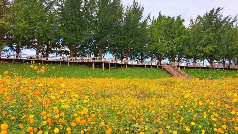 아산 가볼만한곳 곡교천 은행나무길 가을단풍명소황화코스모스 자전거타기좋은곳 네이버 블로그