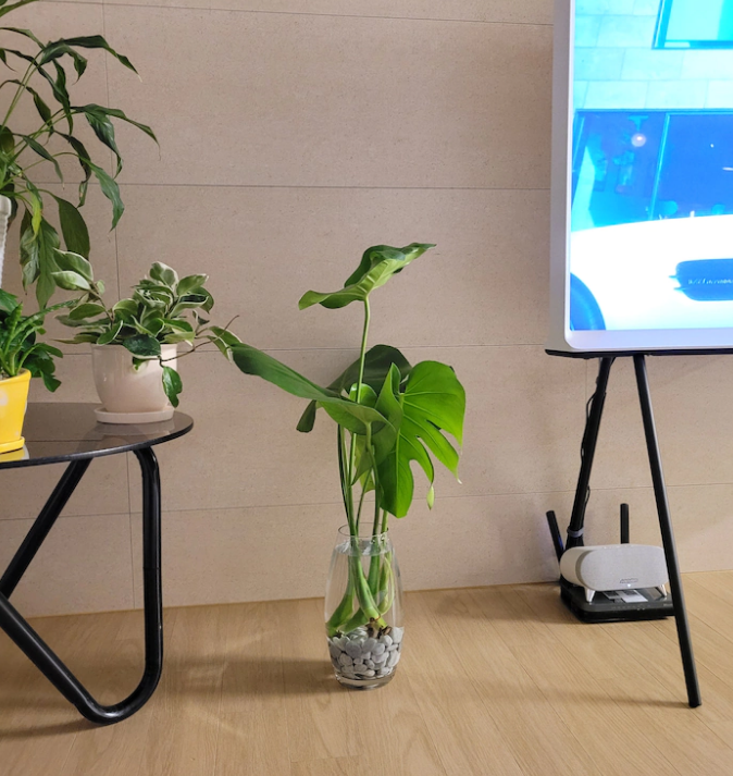 키우기쉬운 실내공기정화식물 종류 추천 몬스테라 호프셀렘 금전수 네이버 블로그