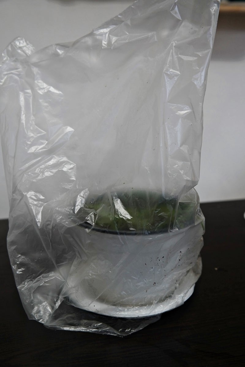 로즈마리 키우는법 삽목 성공에 필수 도구 네이버 블로그