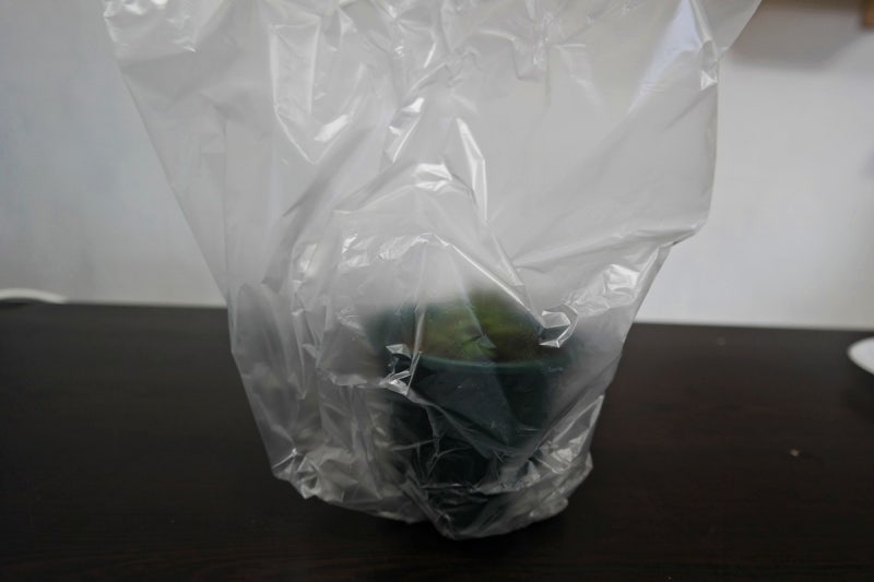 로즈마리 키우는법 삽목 성공에 필수 도구 네이버 블로그