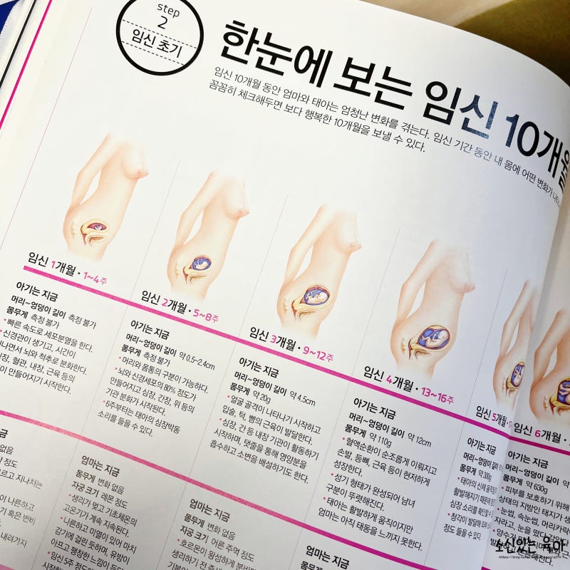 임신 4개월 증상 13주 14주 15주 16주 배크기 배통증 임산부 배나오는 시기 네이버 블로그