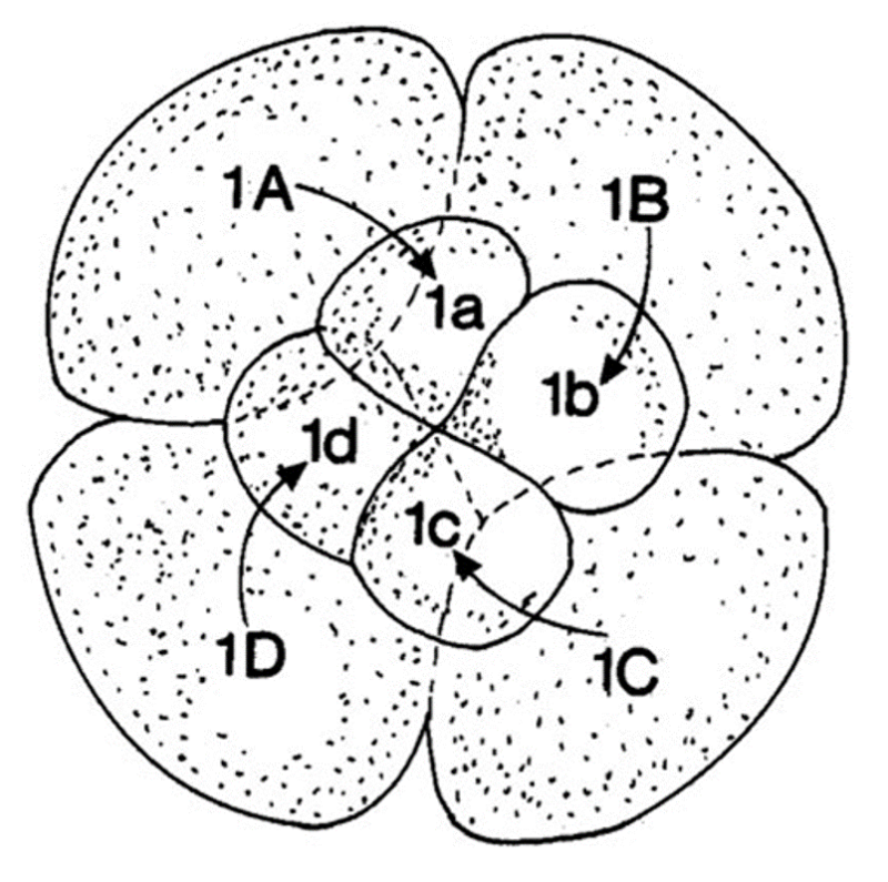 생물의 역사 (37) - 나선동물Spiralia/촉수담륜동물Lophotrochozoa : 네이버 블로그