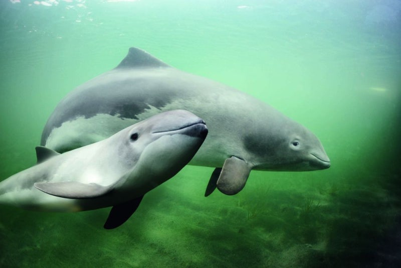 돌고래의 종류와 특징 : 네이버 블로그