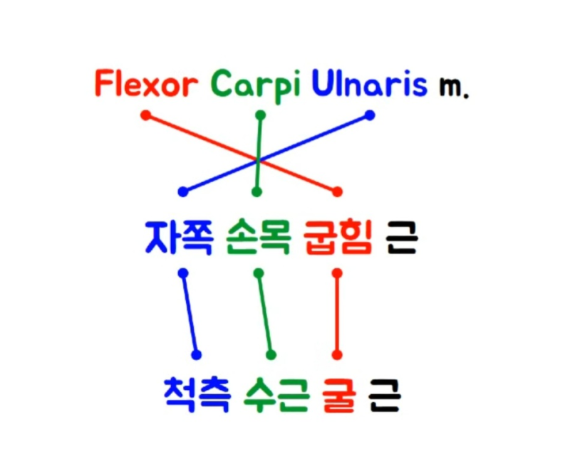당신을 위한 근육 기능해부학 공부법 1편 쉽게 근육이름 외우기 네이버 블로그