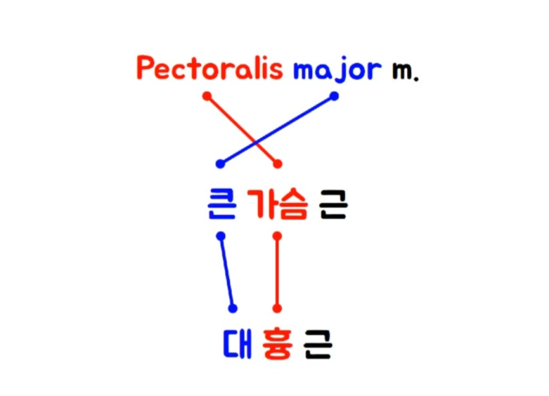 당신을 위한 근육 기능해부학 공부법 1편 쉽게 근육이름 외우기 네이버 블로그