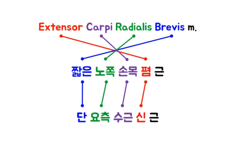 당신을 위한 근육 기능해부학 공부법 1편 쉽게 근육이름 외우기 네이버 블로그