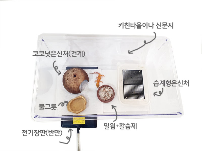 레오파드게코 도마뱀 수명 건강 분양 알아야할점 네이버 블로그