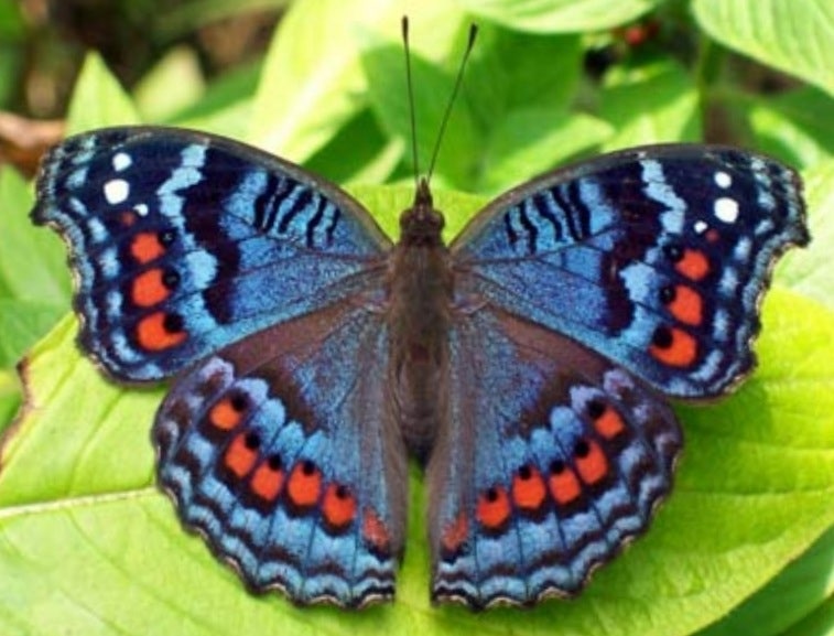 🦋 genus Precis (commodores) : 네이버 블로그