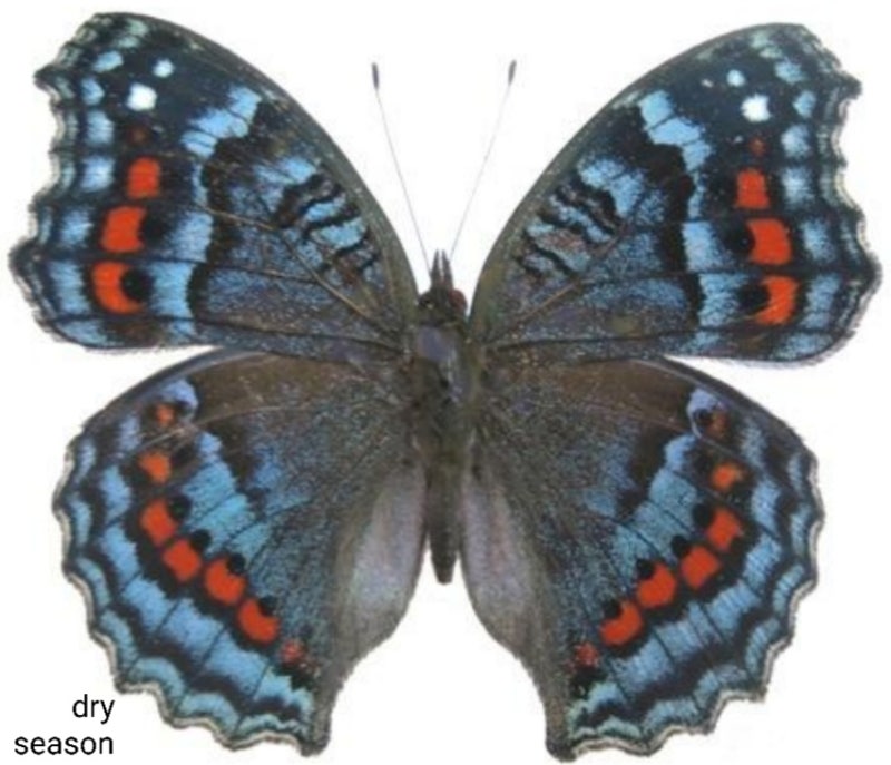 🦋 genus Precis (commodores) : 네이버 블로그