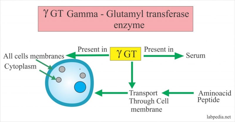 GGT 간기능 검사(Gamma-Glutamyl Transferase Test) : 네이버 블로그
