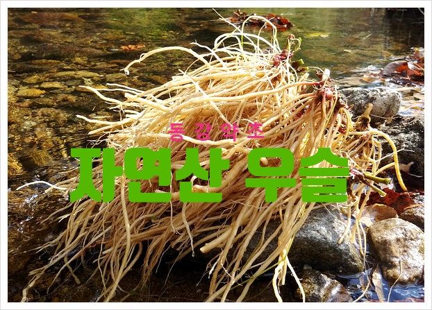 자연산 우슬 효능 부작용 우슬 뿌리 차 복용법 알아보기 네이버 블로그