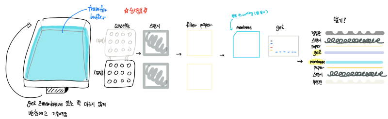 [실험] Western blot (SDS PAGE~transfer) : 네이버 블로그
