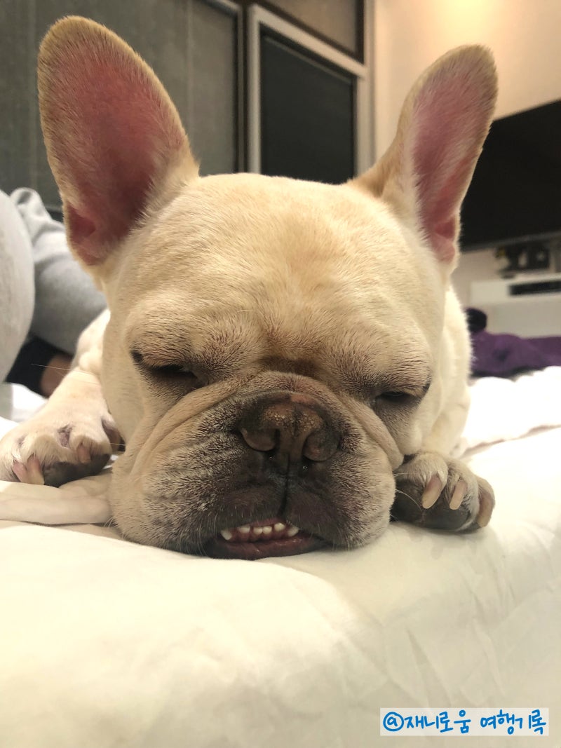 가평 애견펜션 추천 : 리모델링 되어 깨끗한 모나코펜션 : 네이버 블로그